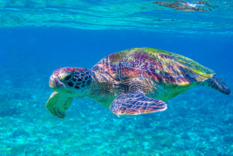 The Riviera Maya Sea Turtle | Privilege Club - #VacationAsYouAre